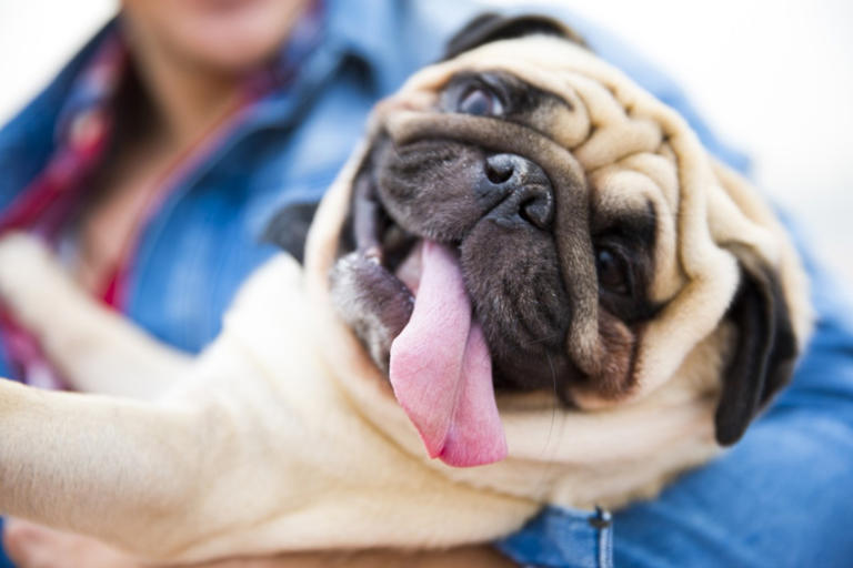 250+ unique dog names for a pug (with meanings)