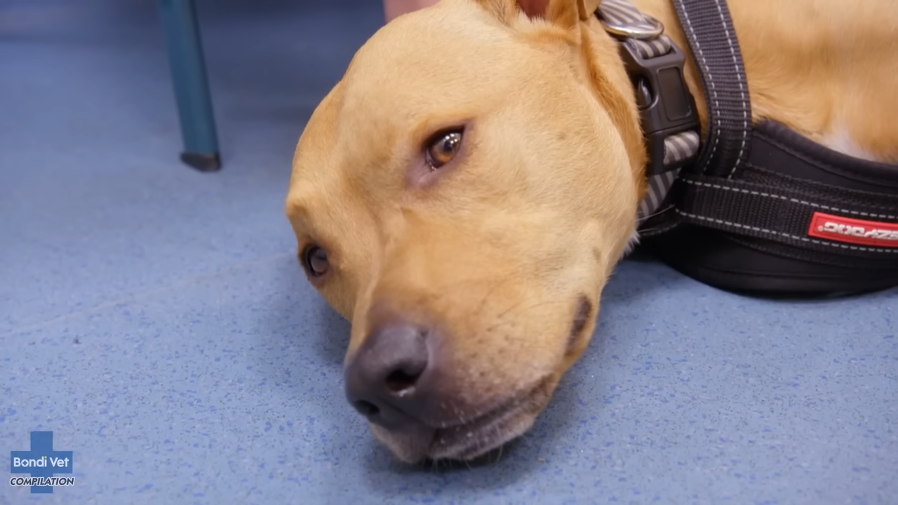One bite nearly killed them - vets had to act immediately