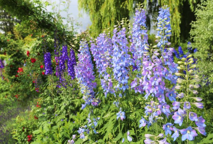 15 things all delphinium owners must know