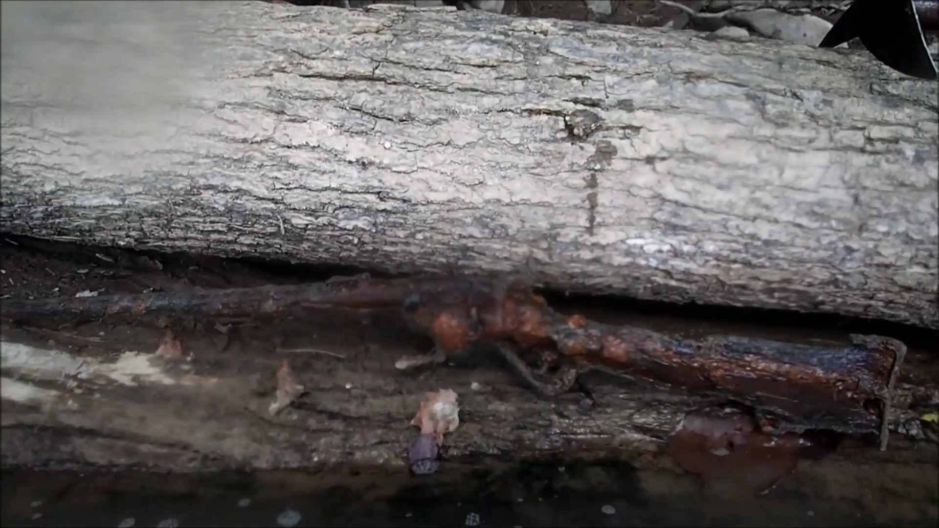 He saw a gun underwater - then realized it was a Civil War Spencer carbine