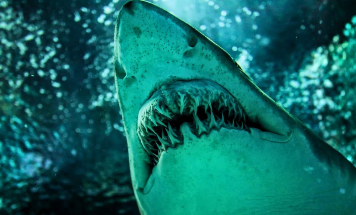 7 meters long, with 9-centimeter blade-like teeth: A nearly complete ...
