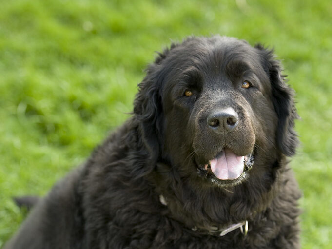 15 big dogs that are gentle with tiny pets