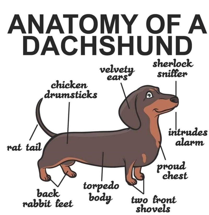 A wholesome wag of 21 dachshund memes for your midday mood boost