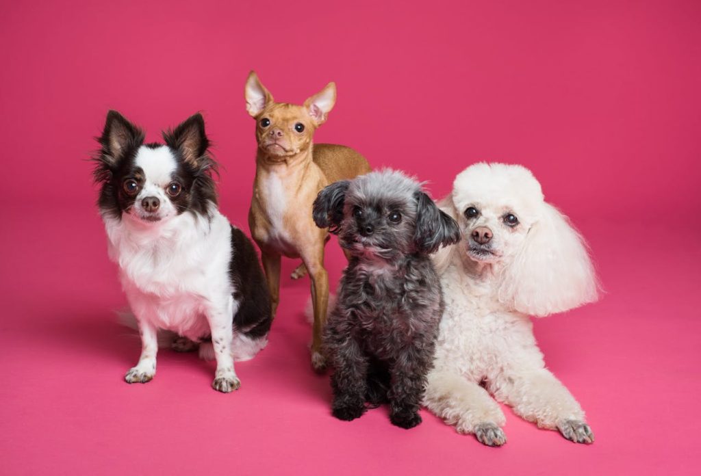 Study finds crossbred dogs more misbehaved than pure breeds