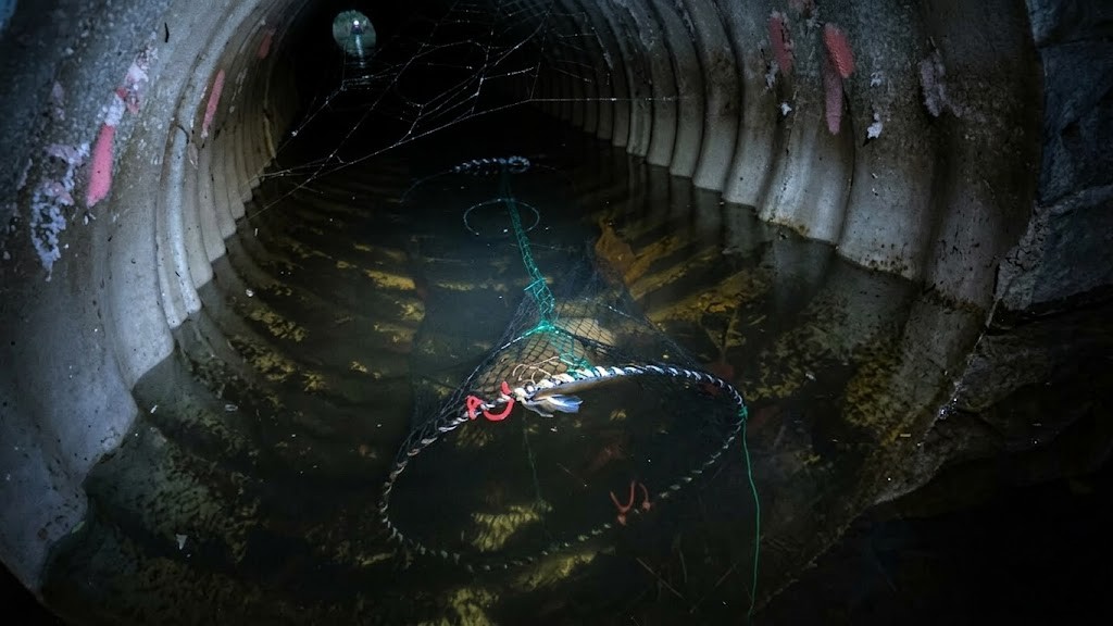 I thought the tunnel was empty until it moved
