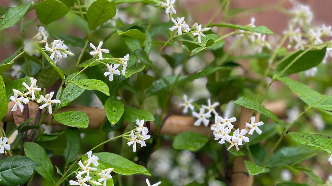 The one thing you shouldn't do with jasmine right now if you want it to ...