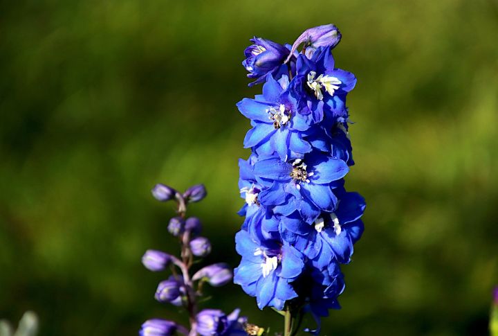 15 things all delphinium owners must know