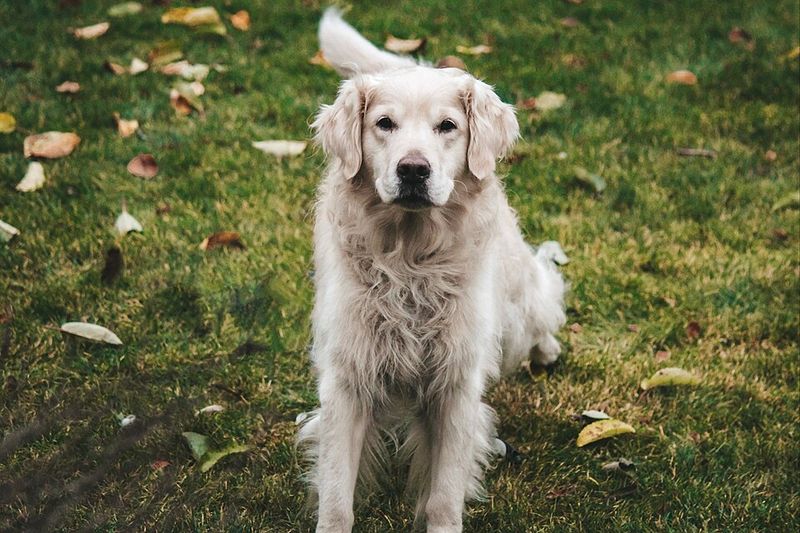 20 dog breeds that can quietly change how a home feels over time