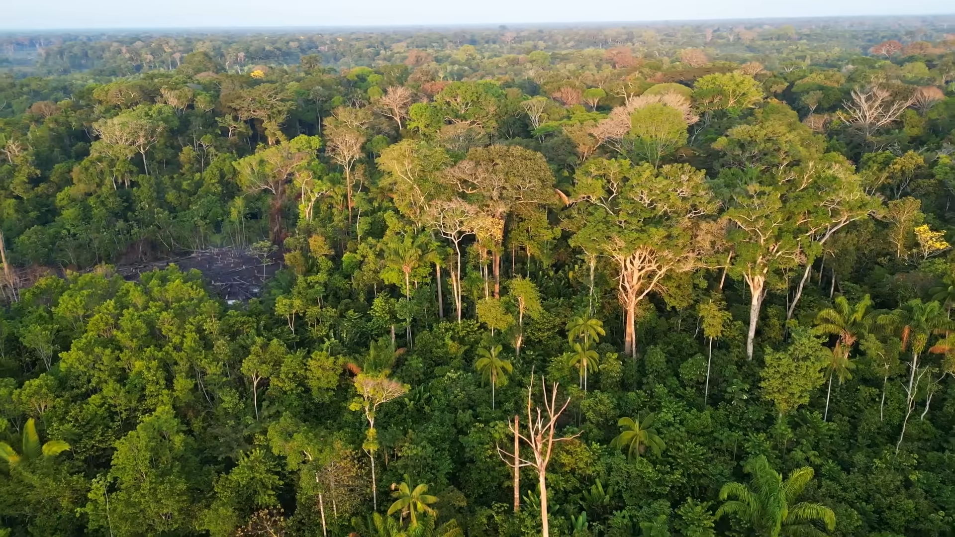 The hidden civilizations beneath the jungle that were never supposed to ...