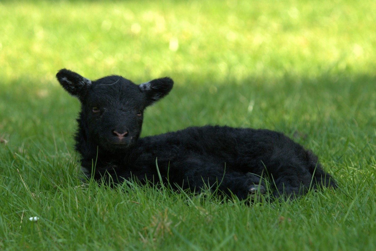Little black lamb joins dog pack and immediately forgets she’s a sheep