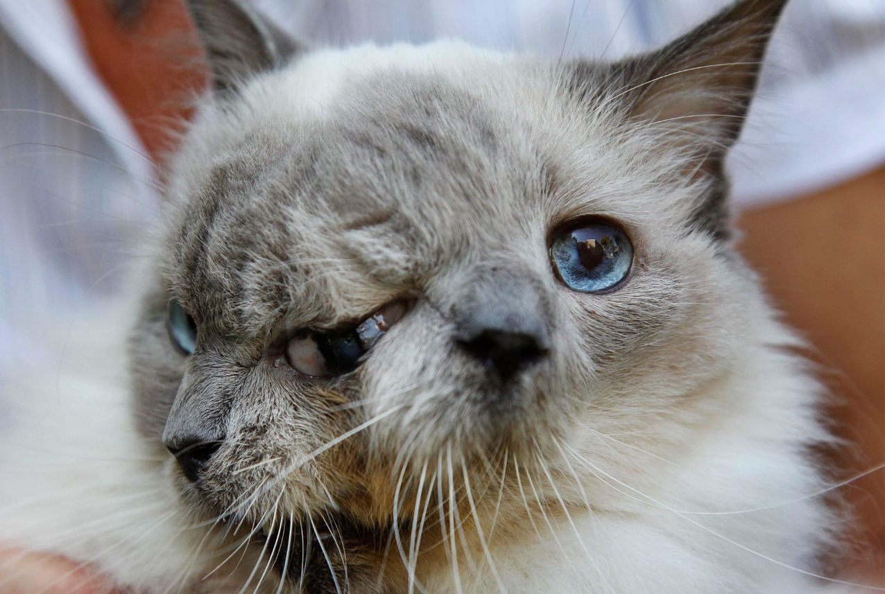 Gato de duas faces do cinema tem base real e intriga a ciência