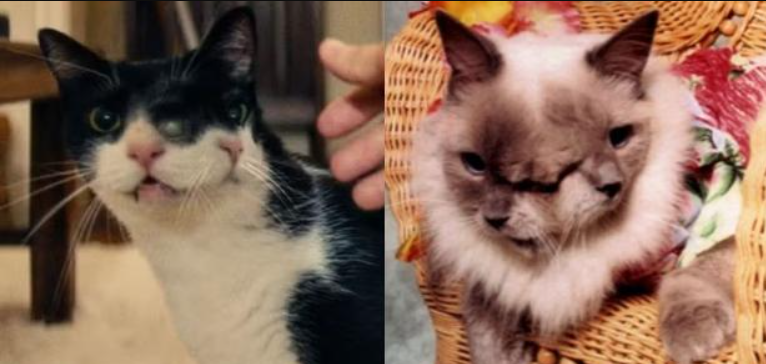 Gato de duas faces do cinema tem base real e intriga a ciência
