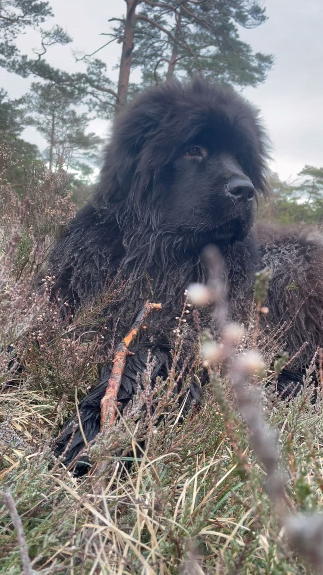 What makes Newfoundland dogs so special: loving traits