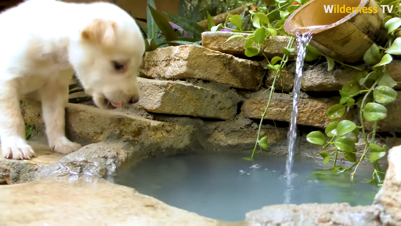 Watch scared lonely dog discover a warm home with a small waterfall pool