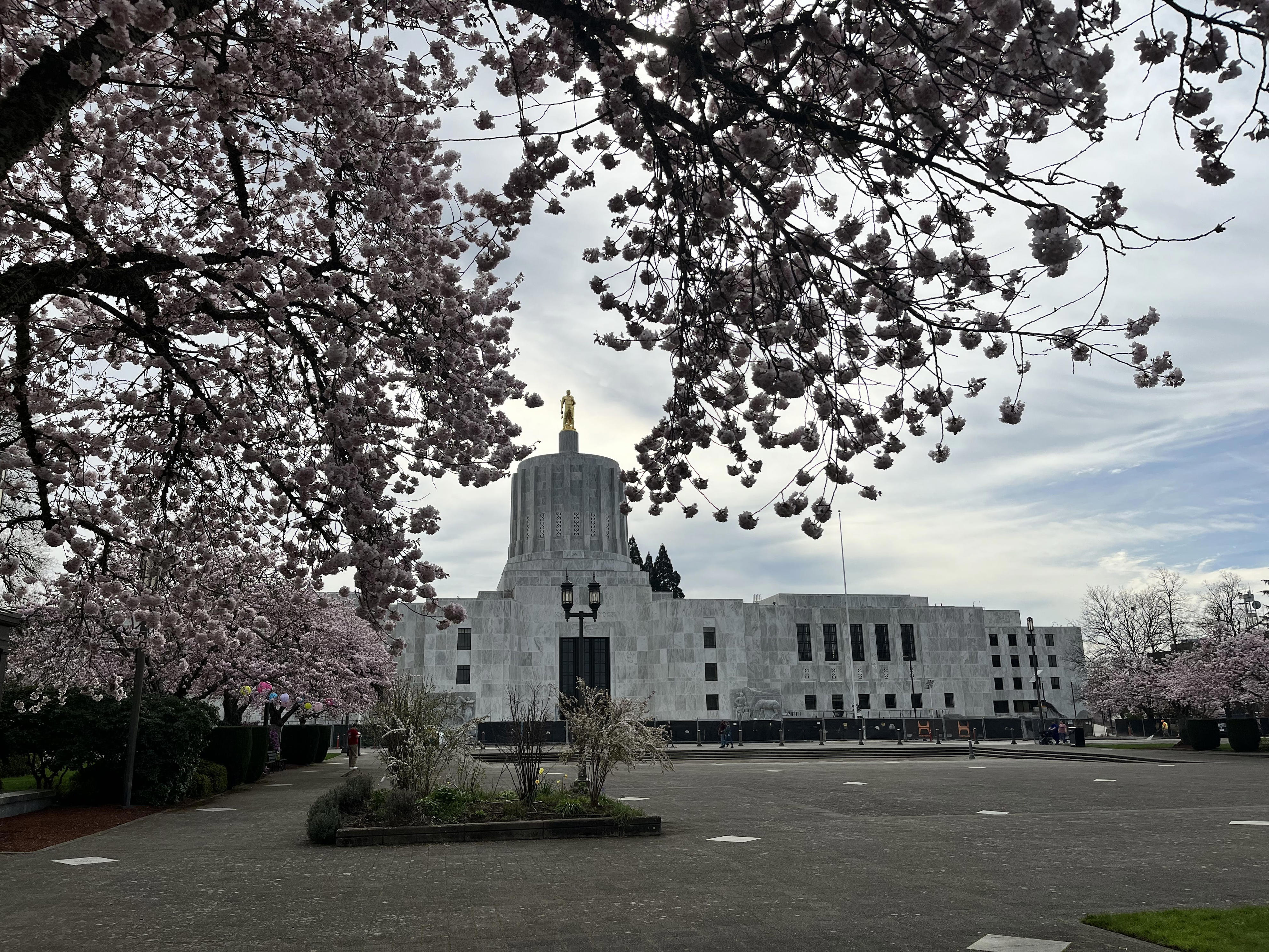 Cherry blossoms are blooming at Oregon State Capitol. When to see them