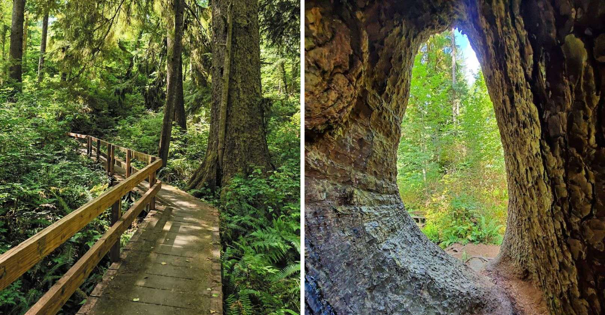 See a 300-year-old Sitka spruce on a 1-mile Oregon trail