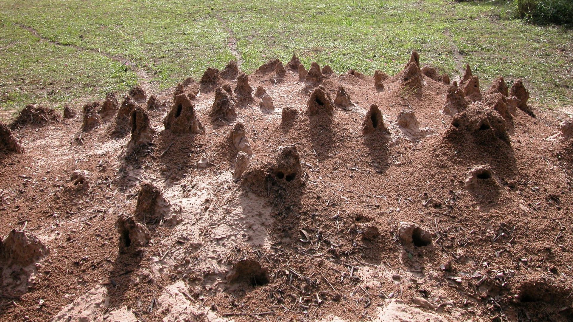 Insects that build structures more complex than you’d think