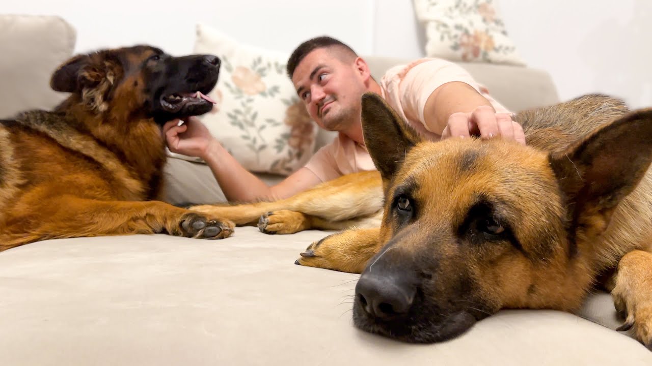 German shepherd watches dad pet the other dog