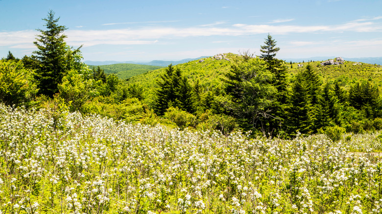 5 over-the-top spring wildflower displays in Virginia, according to ...