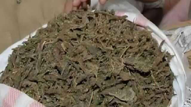 Three held for transporting 105 kg ganja from AP to Telangana
