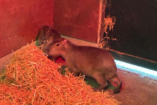 Marwell Zoo using drones as hunt for escaped capybara continues