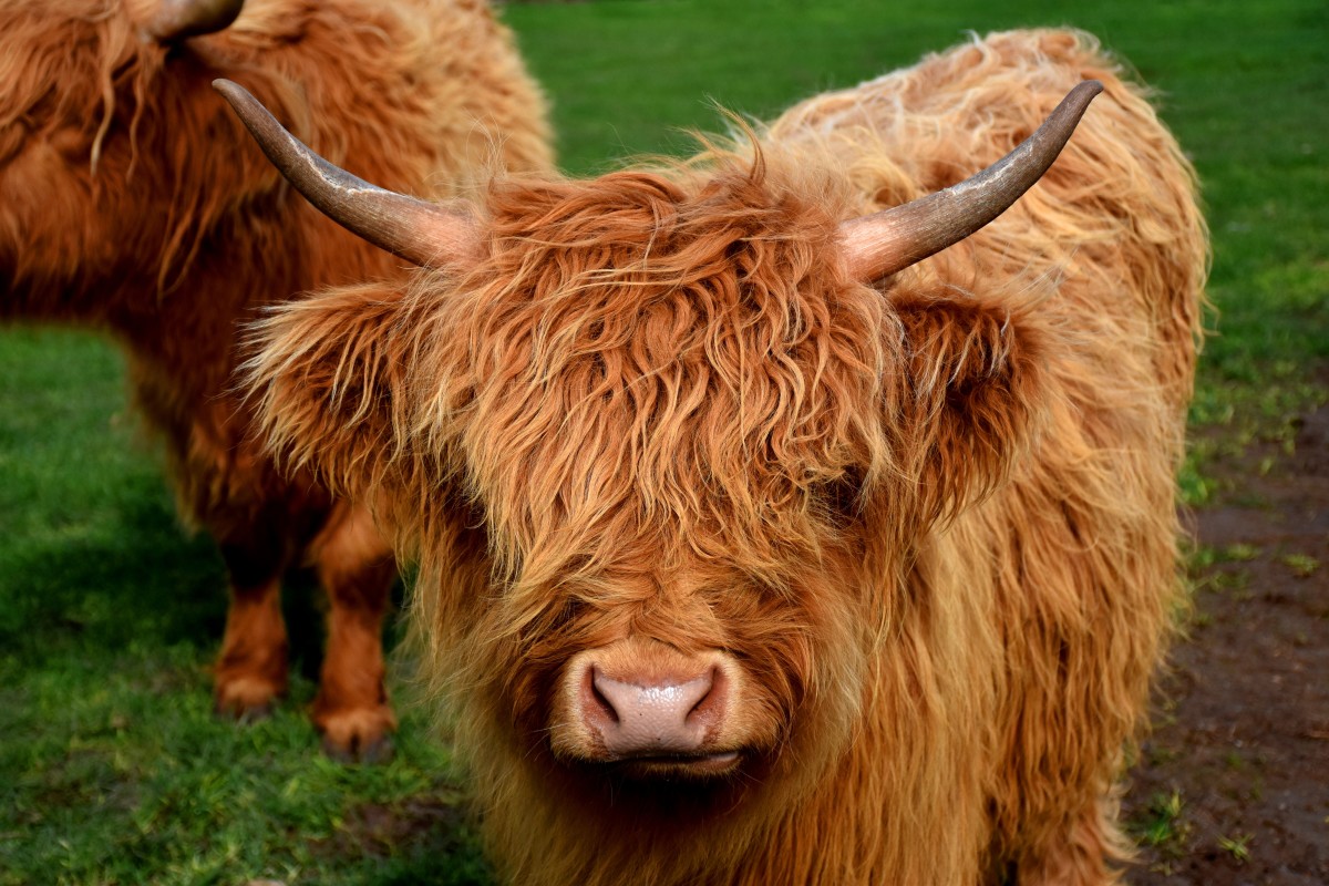 Montana Airbnb complete with mini Highland cows might be our idea of heaven