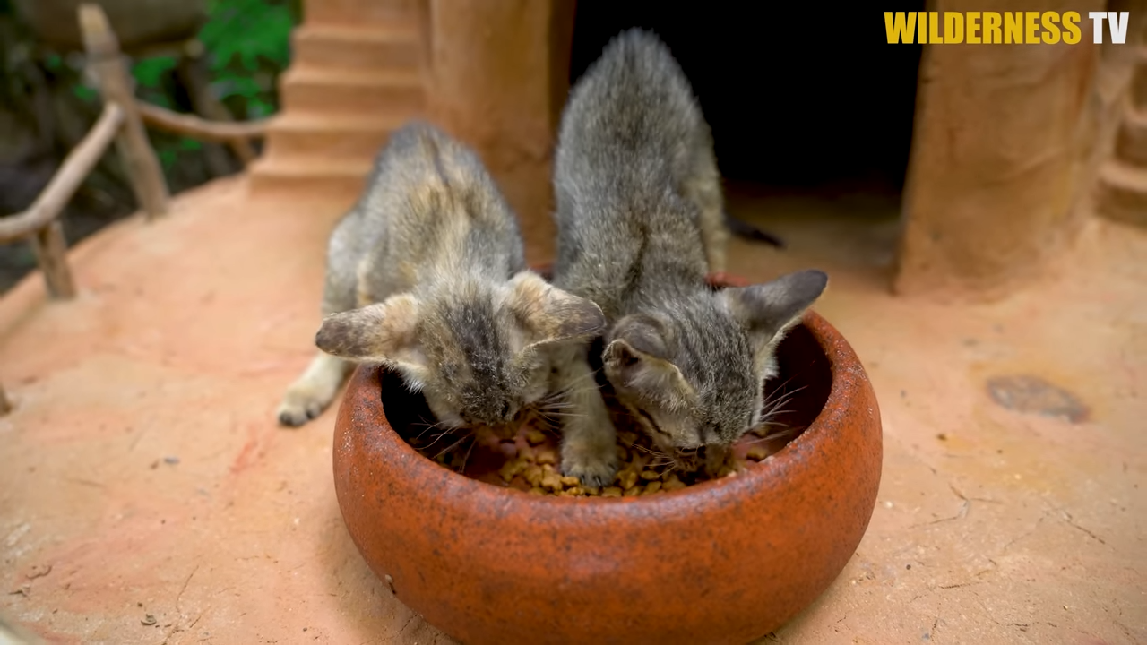 Watch weak little cats finally sleep safely in their shelter