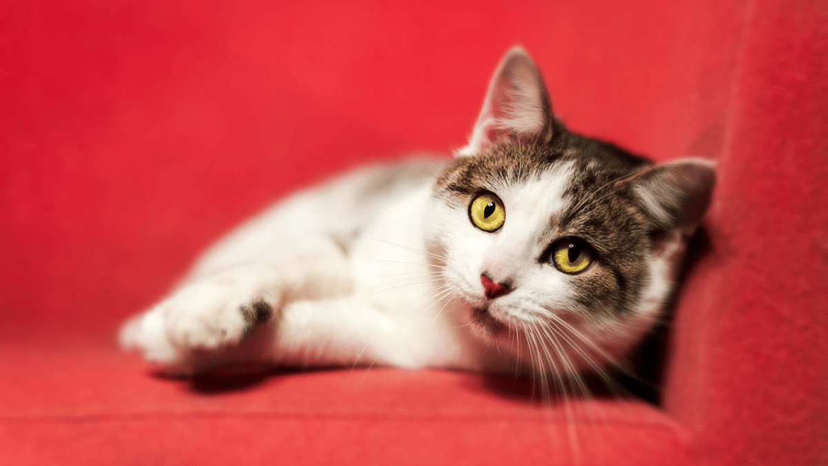 Top 10 most common and dangerous diseases in cats