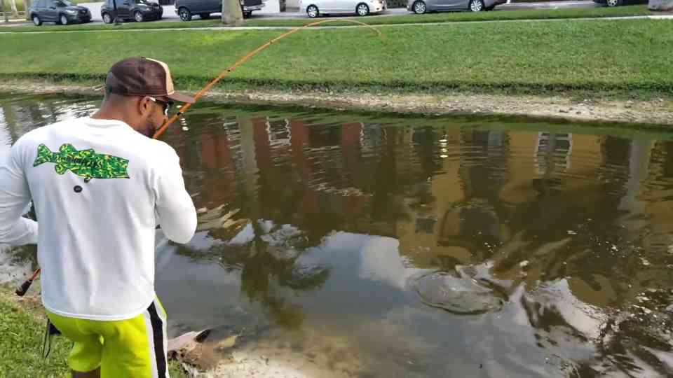 I had to perform surgery on a fish