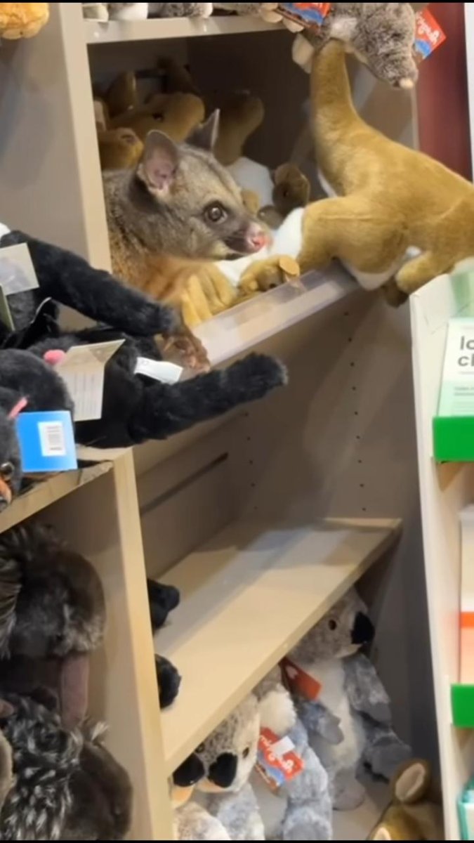 Watch: Live possum snuggles stuffed toys at Australian airport store