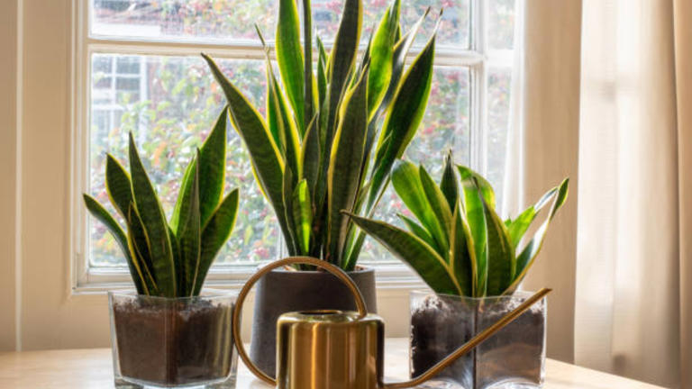 Sansevieria trifasciata: ecco tutto quello che c’è da sapere su questa ...