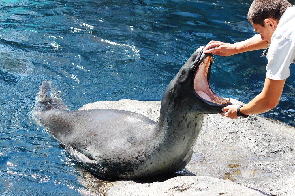 11 cute animals that are actually deadly to humans