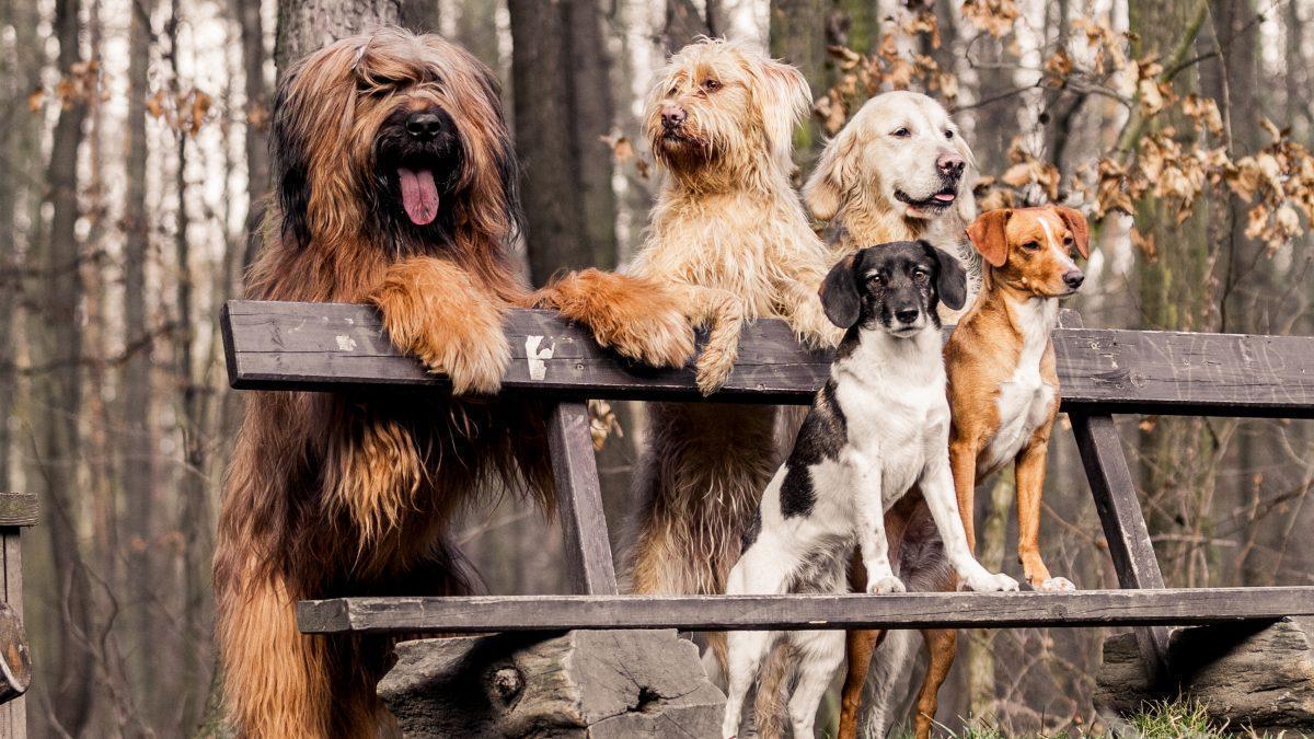 Un veterinario y un experto en longevidad coinciden: "Los perros ...