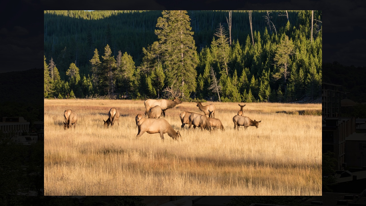 Wildlife lovers wanted: Great Smoky Mountains seeks elk helpers near ...