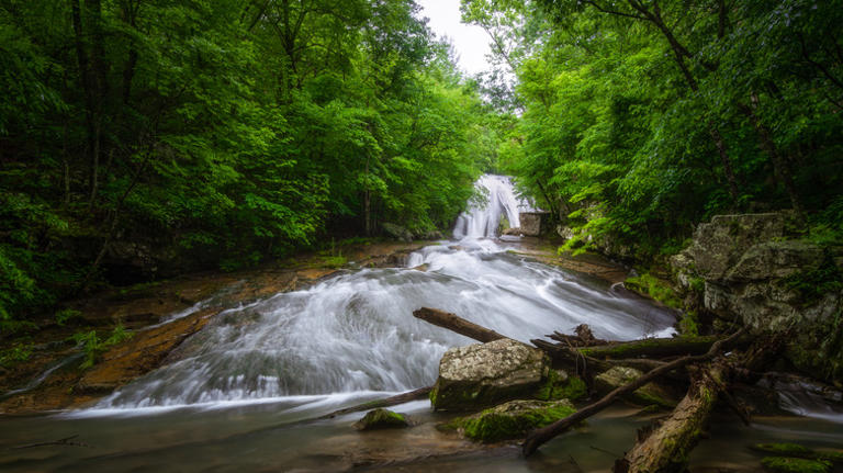 5 over-the-top spring wildflower displays in Virginia, according to ...