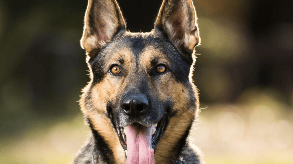 Experts reveal the dog breed that best matches your birth month