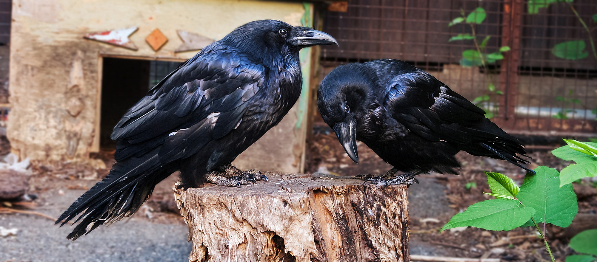 20 times animals showed intelligence that shocked scientists