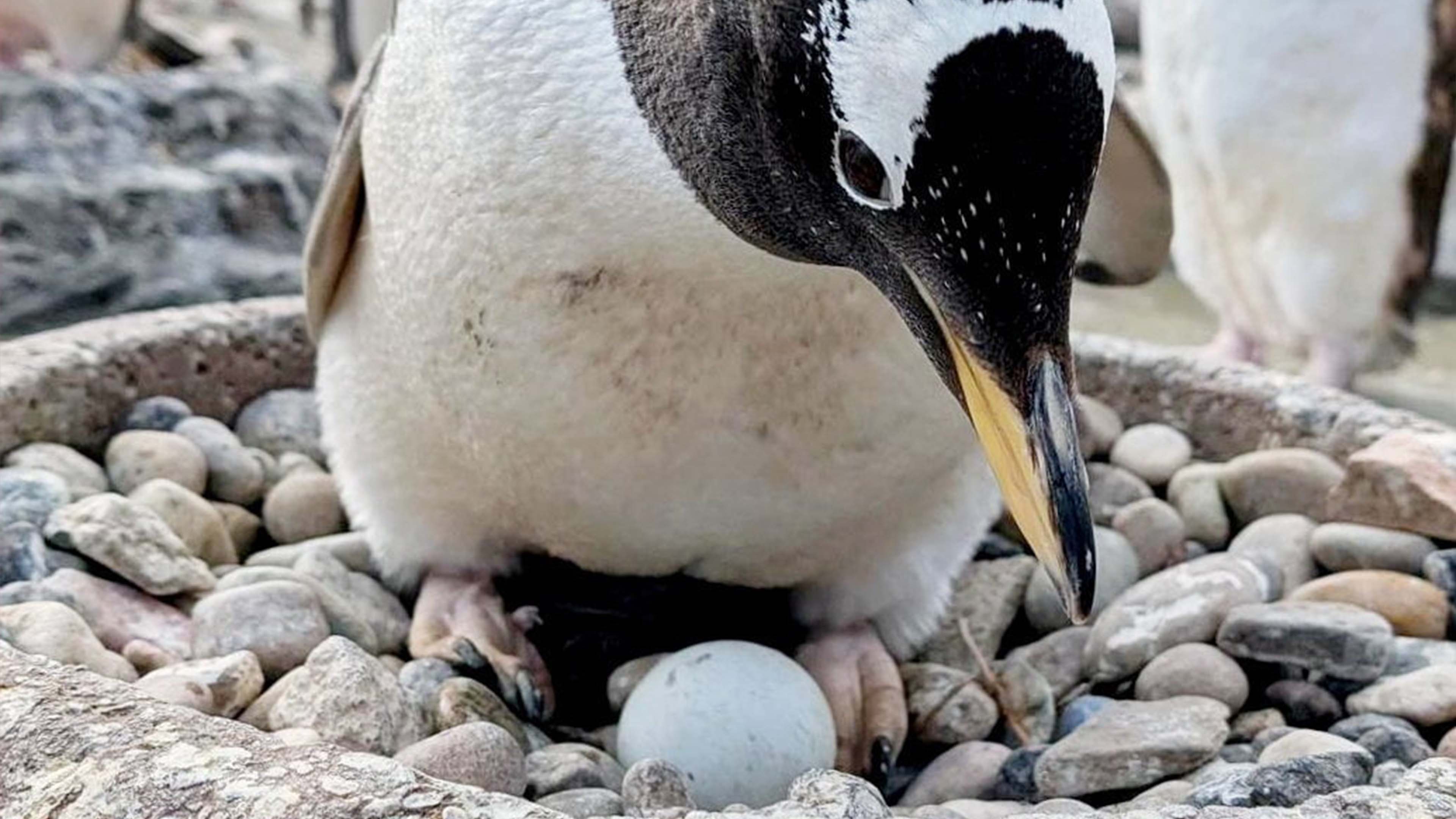Zoo penguins with newly laid eggs in time for Easter