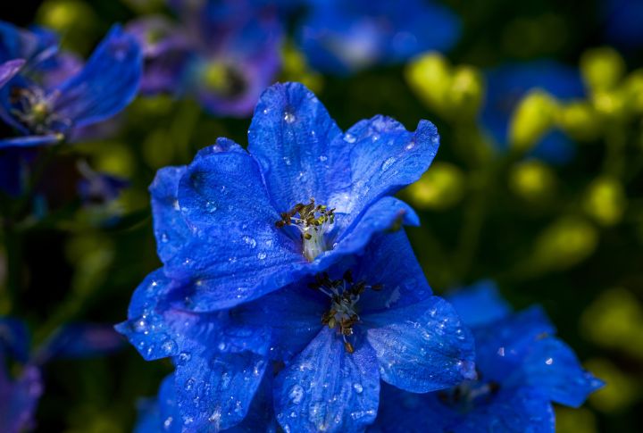 15 things all delphinium owners must know