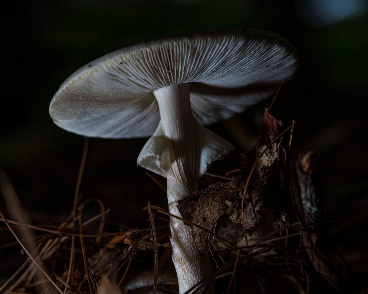 15 poisonous mushrooms you must avoid
