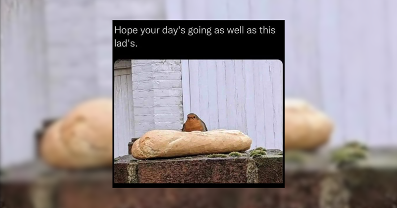 23 peck-tacular bird memes to lift your mood sky-high