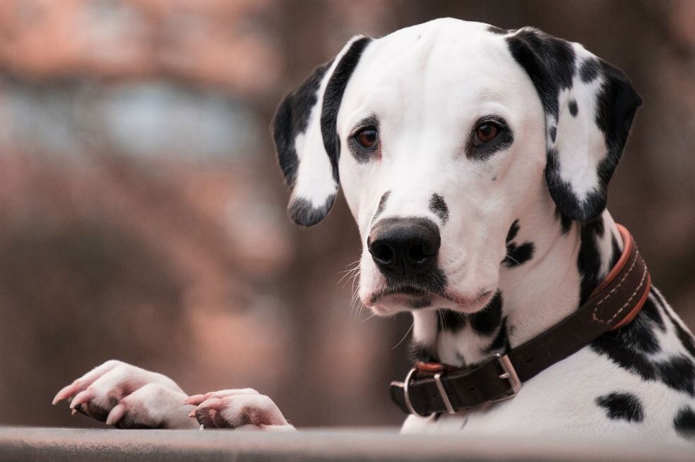 Las 5 razas de perros que no tendría un veterinario: estas son sus razones