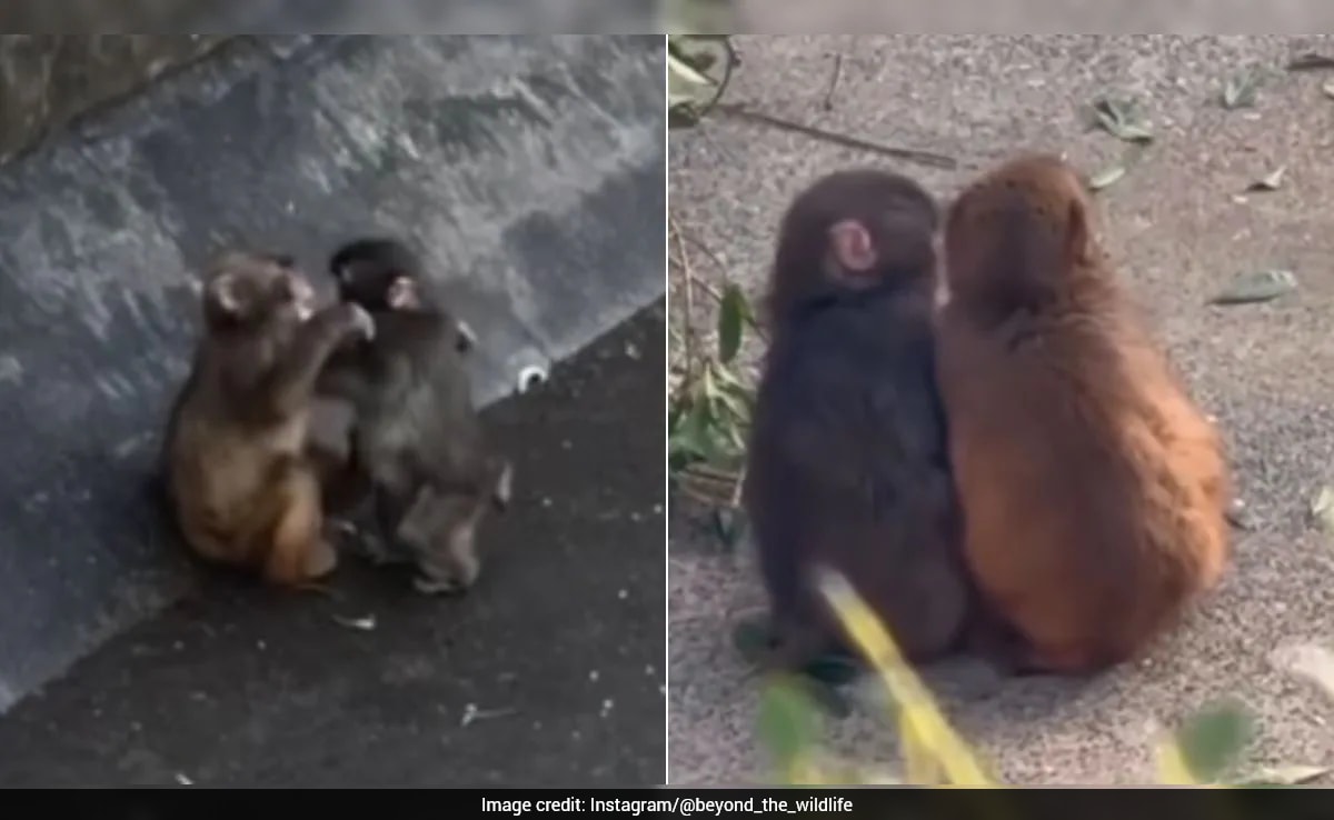 Punch the viral baby monkey in Japan bonds with 'girlfriend', internet ...