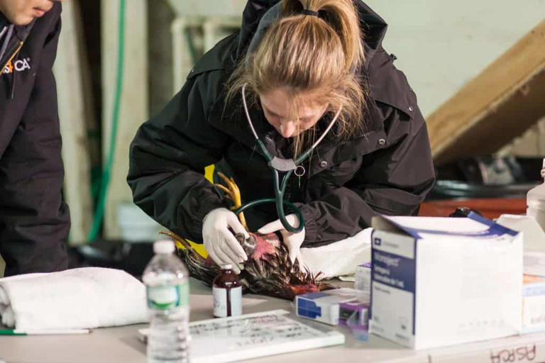Inside the ASPCA lab helping solve animal cruelty crimes