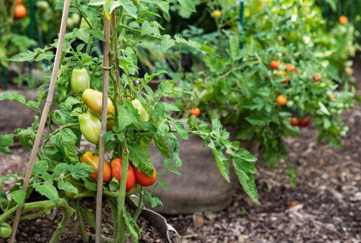 15 rookie veggie gardening mistakes you don't want to make