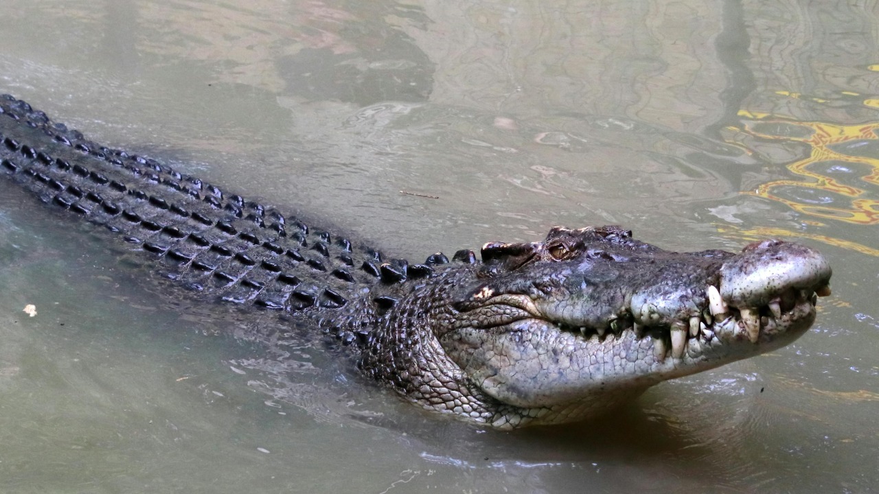 Saltwater crocodiles can reach 16 ft and 1,100 lb, making them apex ...