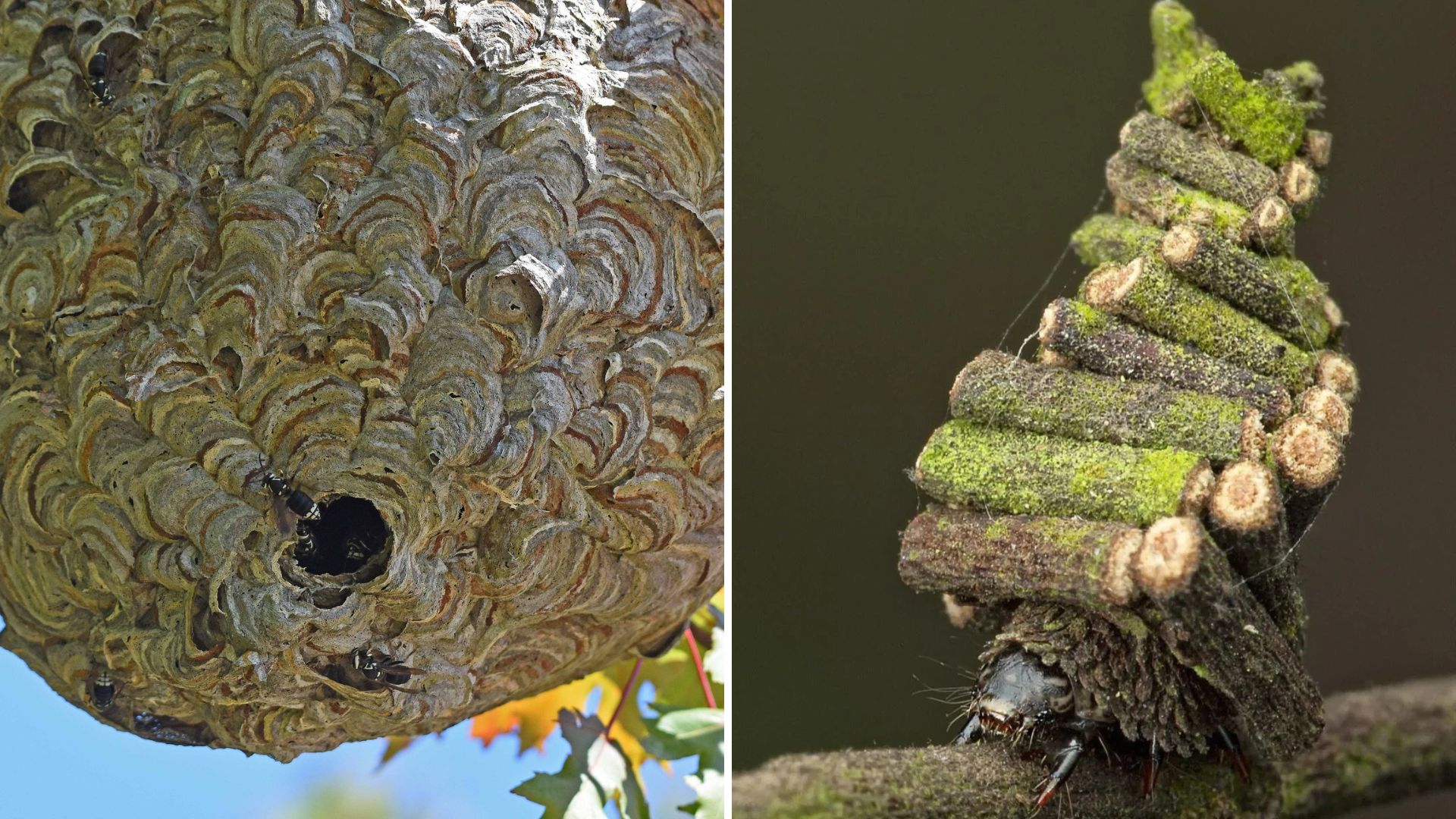Insects that build structures more complex than you’d think