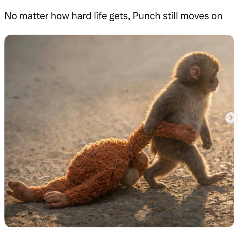 Unique animal memes that bridge the gap between winter and spring