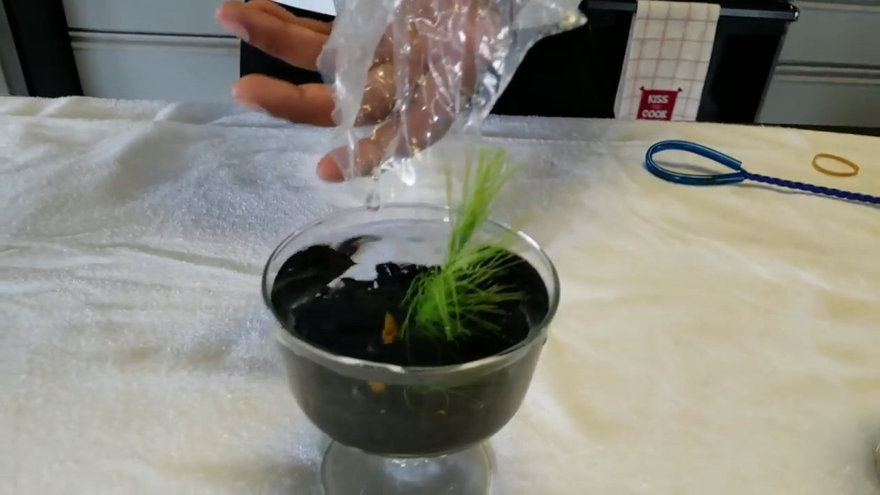 I put live fish inside a glass cup