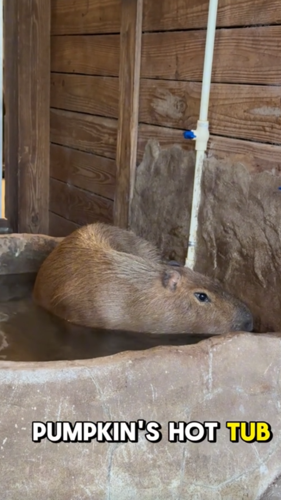 Why this capybara spa day is pure relaxation goals